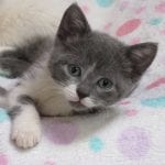 Marmalade The Injurer - How We Discovered An Alternative To The Cone Of ...