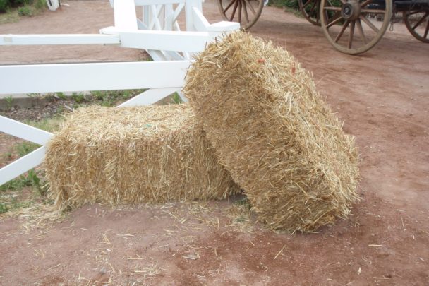 How To Build A Feral Cat Shelter - Cole & Marmalade