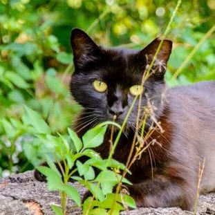 Ball Pits for Cats and Kittens! - Cole & Marmalade