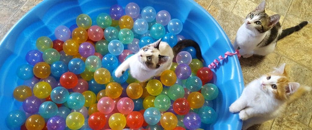 Ball Pits for Cats and Kittens! - Cole & Marmalade