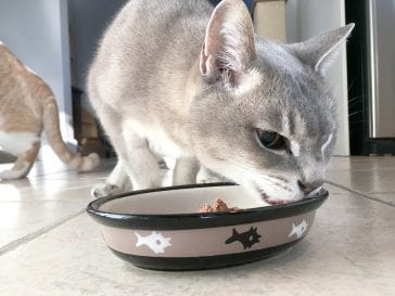 5 Ways To Entice Your Sick Cat To Eat - Cole & Marmalade