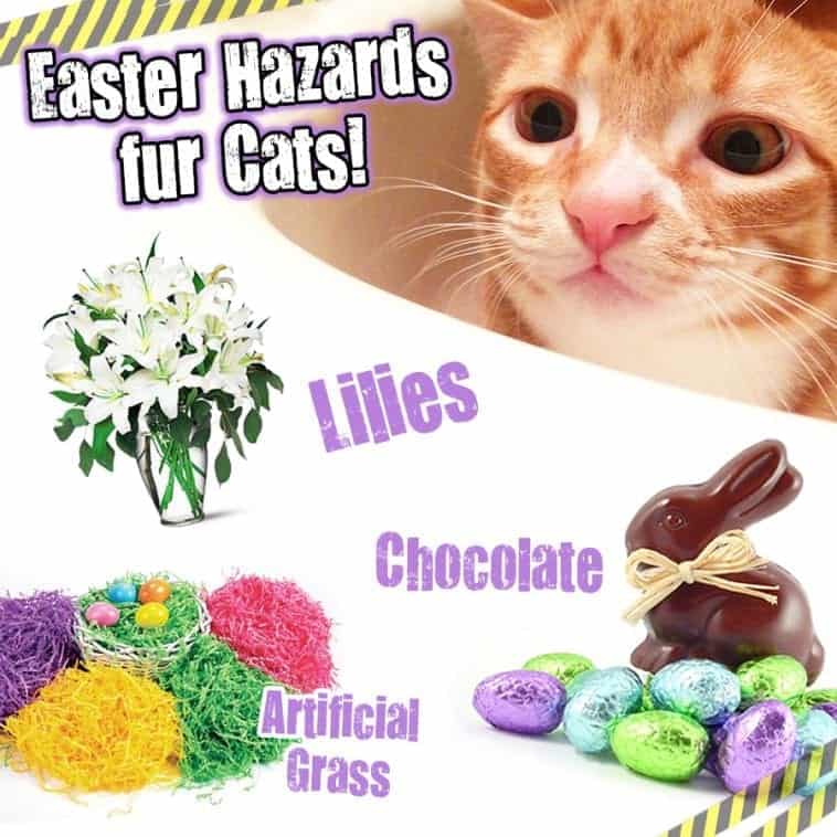 How to Celebrate Easter with Cats! - Cole & Marmalade