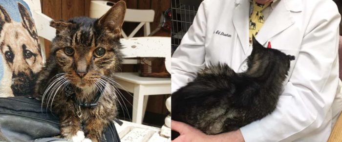 Barnaby - A Senior Cats Love Story - Cole & Marmalade