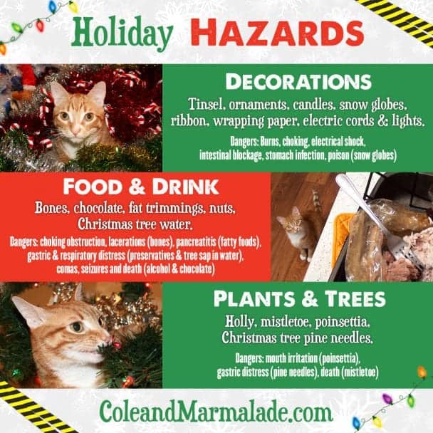 Household Hazards For Cats - Cole & Marmalade