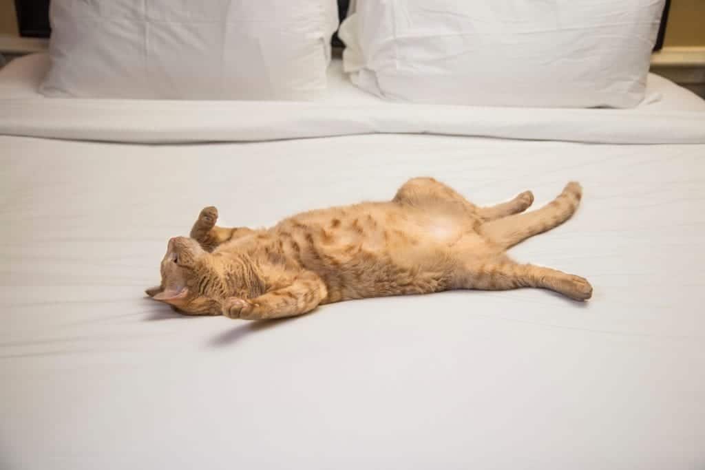 Hamlet the Algonquin Cat's Rags to Riches 'Tail' - Cole & Marmalade