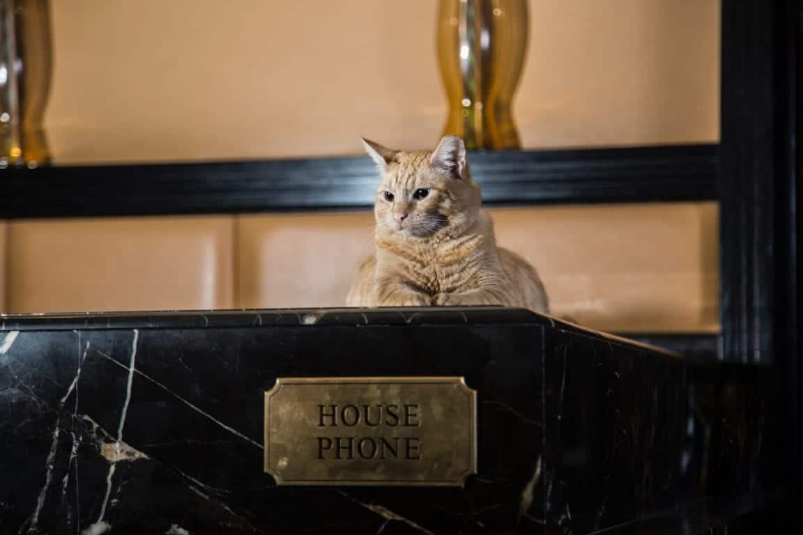 Hamlet the Algonquin Cat's Rags to Riches 'Tail' - Cole & Marmalade