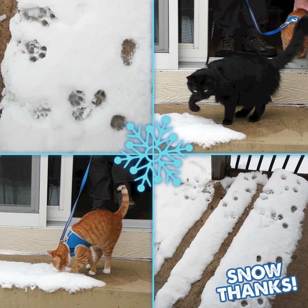 Cats First Experience With Snow - Cole & Marmalade
