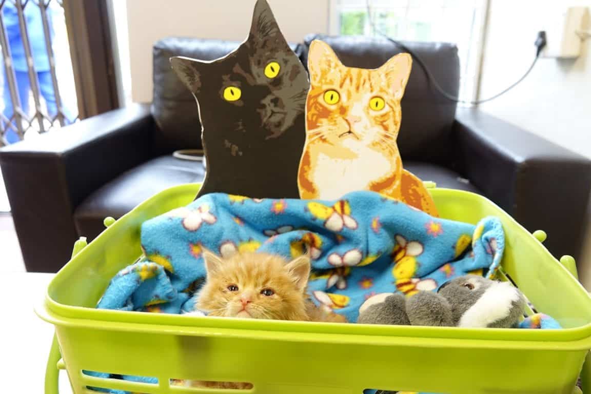 What is Kitten Season? - Cole & Marmalade