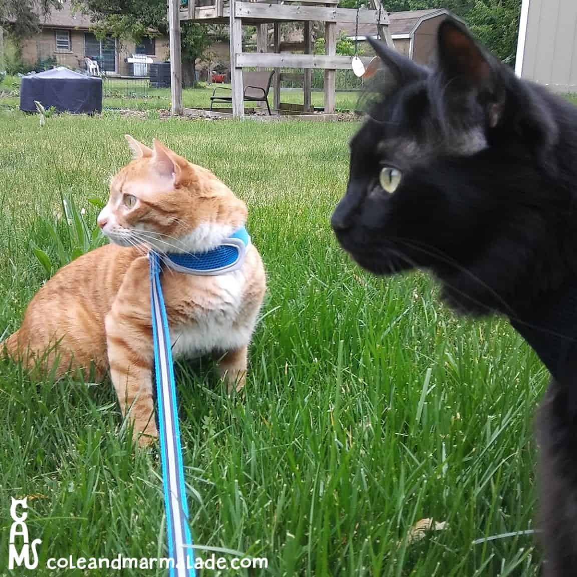 5 Tips for Leash Training Your Cat - Cole & Marmalade
