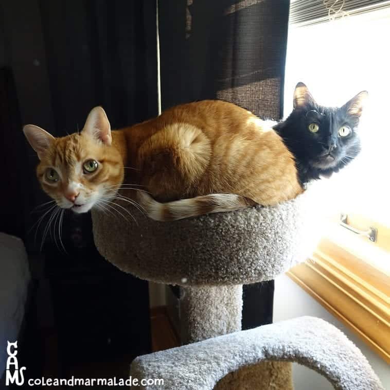 5 Easy Steps To Creating Your Own Cat Tree - Cole & Marmalade
