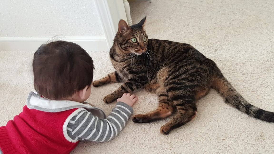 Cat Parents Becoming Human Parents? How to Prepare Your Cat for Your ...