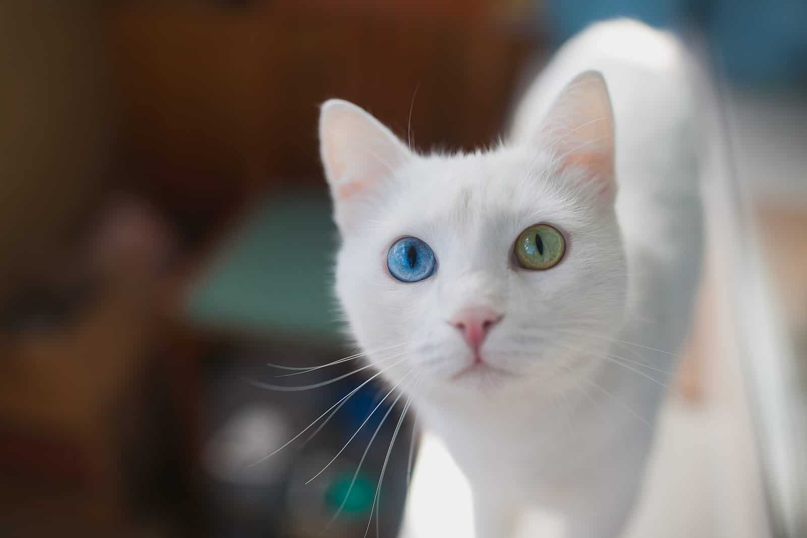 Mesmerizing Fun Facts About Cats Eye Colors Cole Marmalade