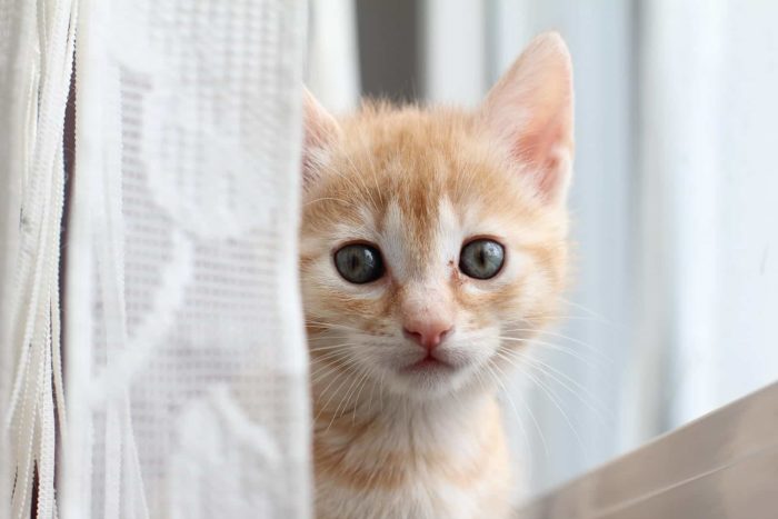 Facts You NEED To Know To Care For Your New Baby Kitten - Cole & Marmalade