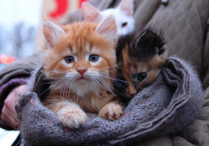 Guide to Naming Your New Cat - Cole & Marmalade