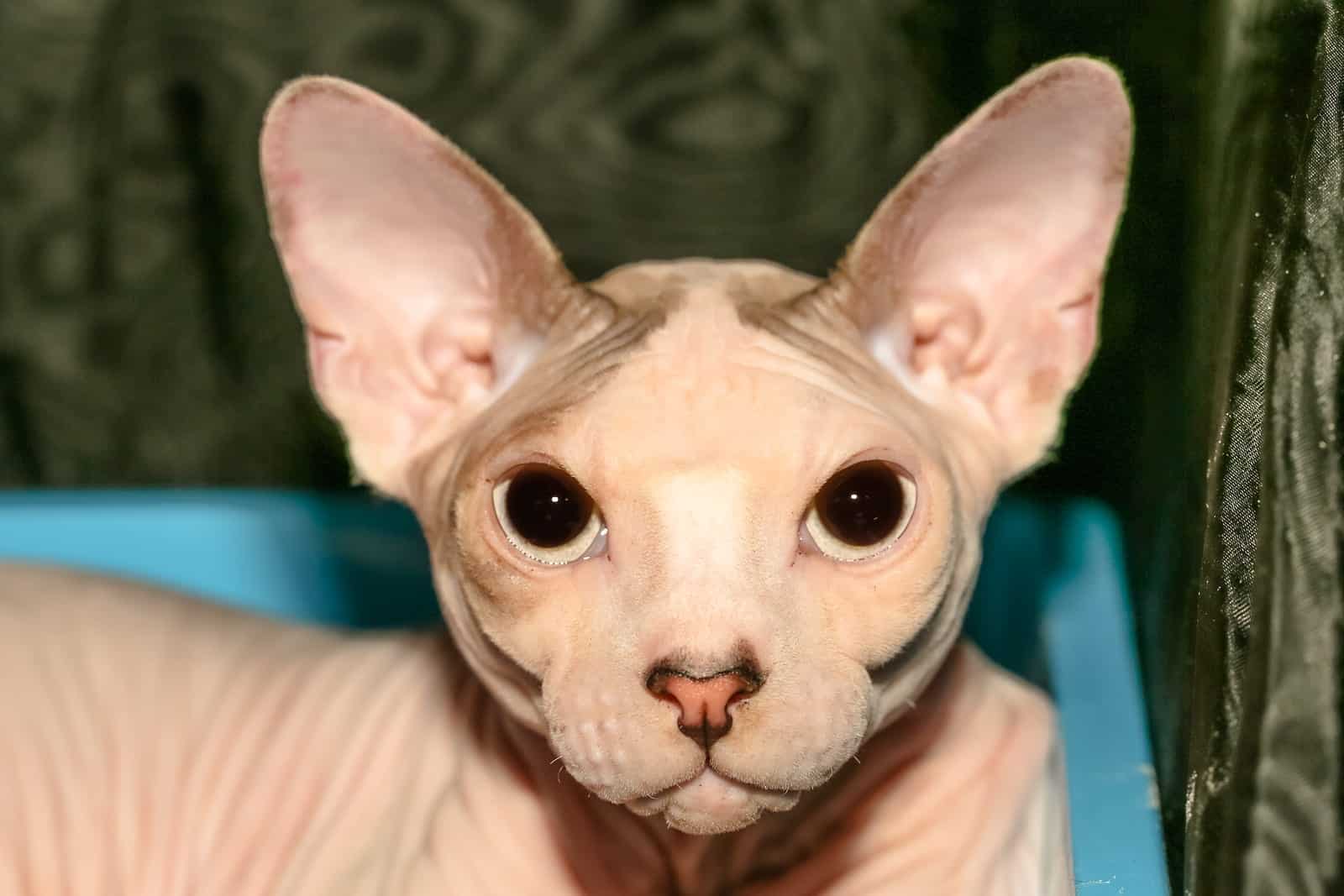 5 Fun Facts About Hairless Cats Cole Marmalade 5 Fun Facts About Hairless Cats Cole Marmalade