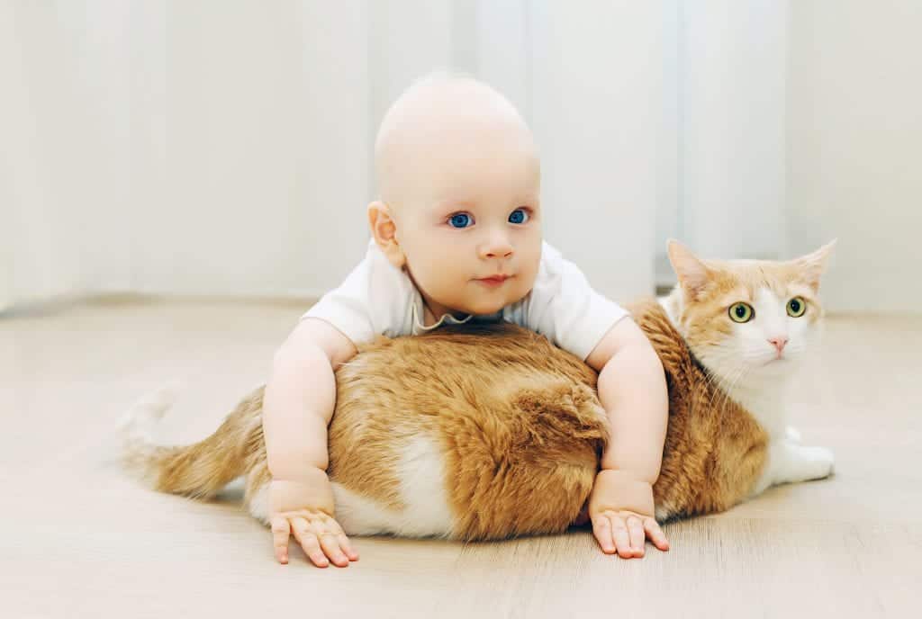 Cat Parents Becoming Human Parents? How to Prepare Your Cat for Your ...
