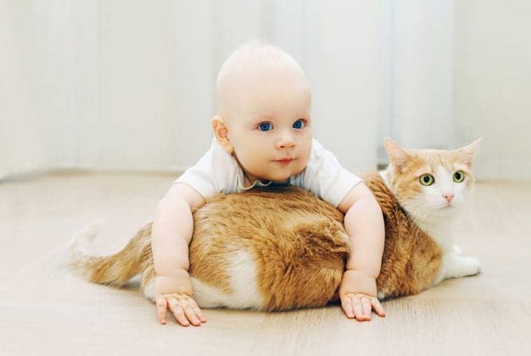 Cat Parents Becoming Human Parents? How to Prepare Your Cat for Your ...
