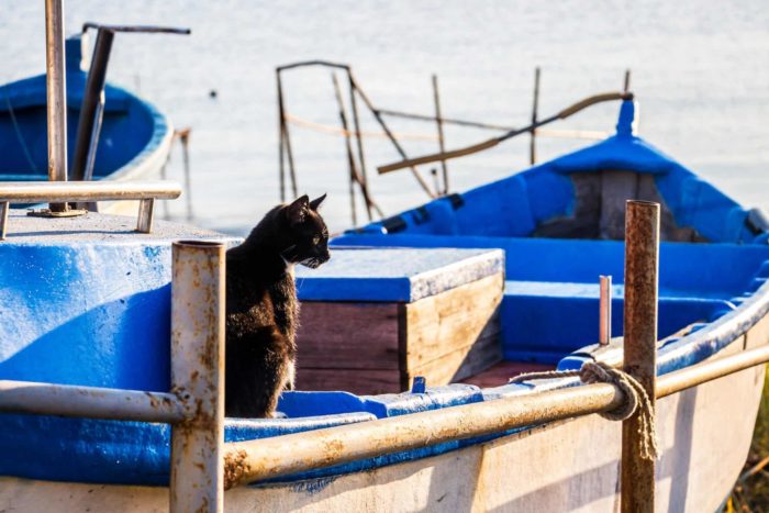 A Guide to Sailing with Your Cat - Cole & Marmalade