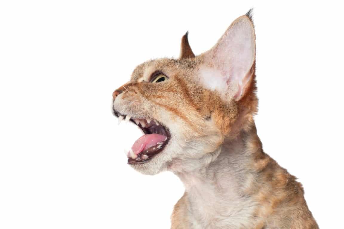 Does Your Cat Have A Bit Of This Trait? Most Talkative Cat Breeds ...
