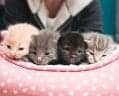 (Updated Baby Names!) Stray Mama Cat Asks Rescuer For Help; Continues ...