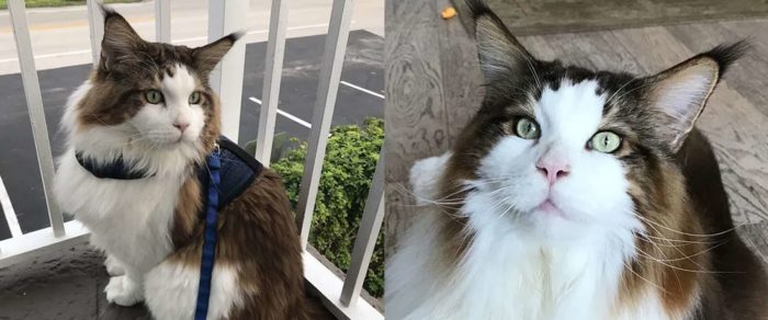 Samson: Florida's Largest Cat - Cole & Marmalade