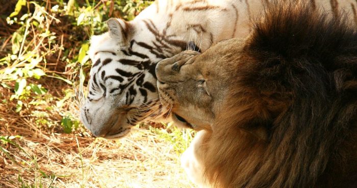 BIG Cat Sanctuaries That Deserve Your Support - Cole & Marmalade