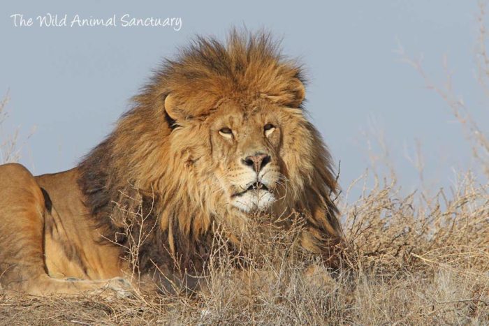 BIG Cat Sanctuaries That Deserve Your Support - Cole & Marmalade