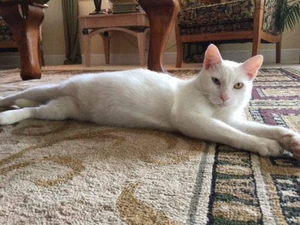 Cat “Blinded” By Mange Is Rescued; Amazes Everyone With His Unique Eyes ...
