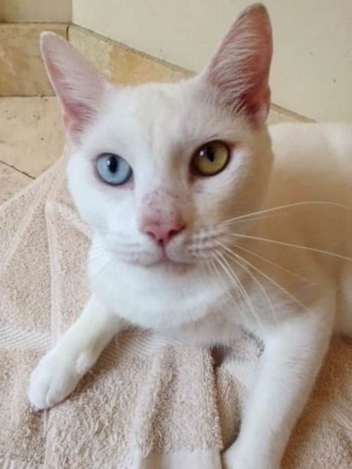 Cat “Blinded” By Mange Is Rescued; Amazes Everyone With His Unique Eyes ...