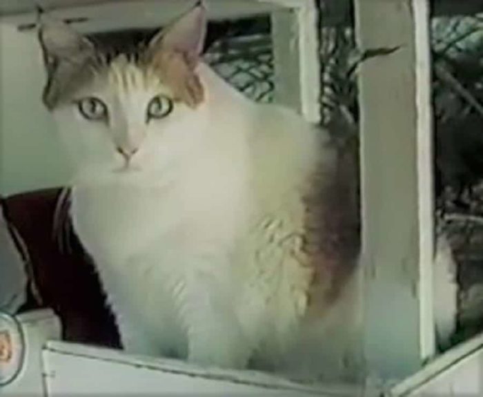 Britain's Oldest Cat Celebrates 30th Birthday! - Cole & Marmalade