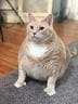 Bronson, the 33-Pound Polydactyl Cat, Finds Purrfect Adopters To Help ...