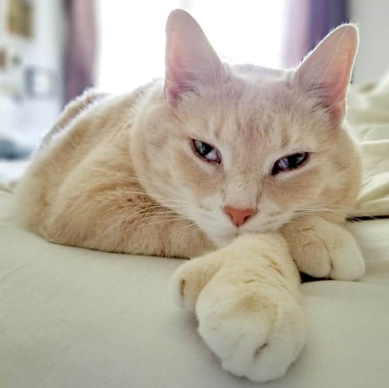 Bronson, the 33-Pound Polydactyl Cat, Finds Purrfect Adopters To Help ...