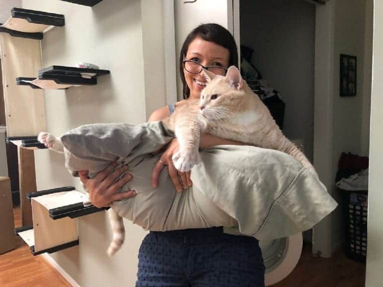 Bronson, the 33-Pound Polydactyl Cat, Finds Purrfect Adopters To Help ...