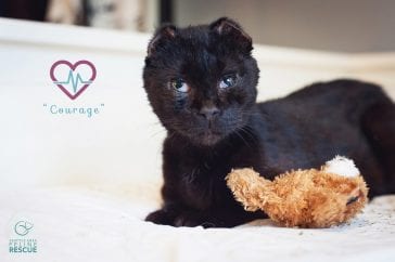 (With Updates!) Tortured Black Cat Happily Accepts Love After Being ...
