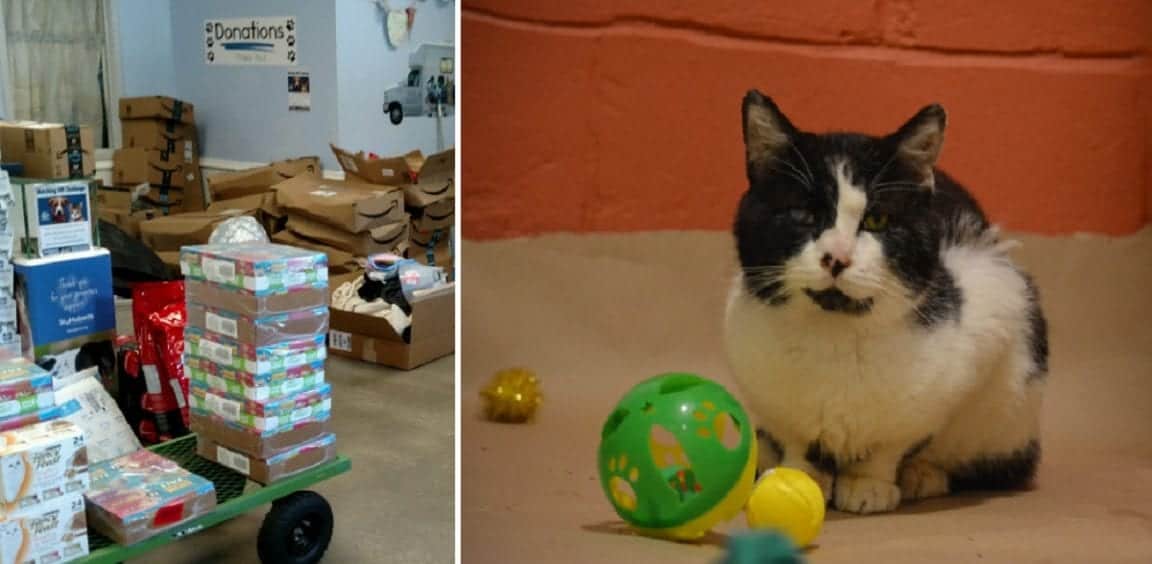 172 Cats, 1 Man Saved In Overwhelming New Jersey Hoarding Situation ...