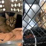 No Need to Consider it; 5 Alternatives to Declawing Your Cat