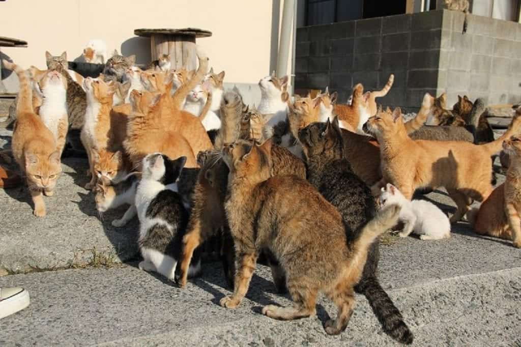 Cat Islands: VaCATion Destinations That Any TRUE Cat Fanatic Will Be ...