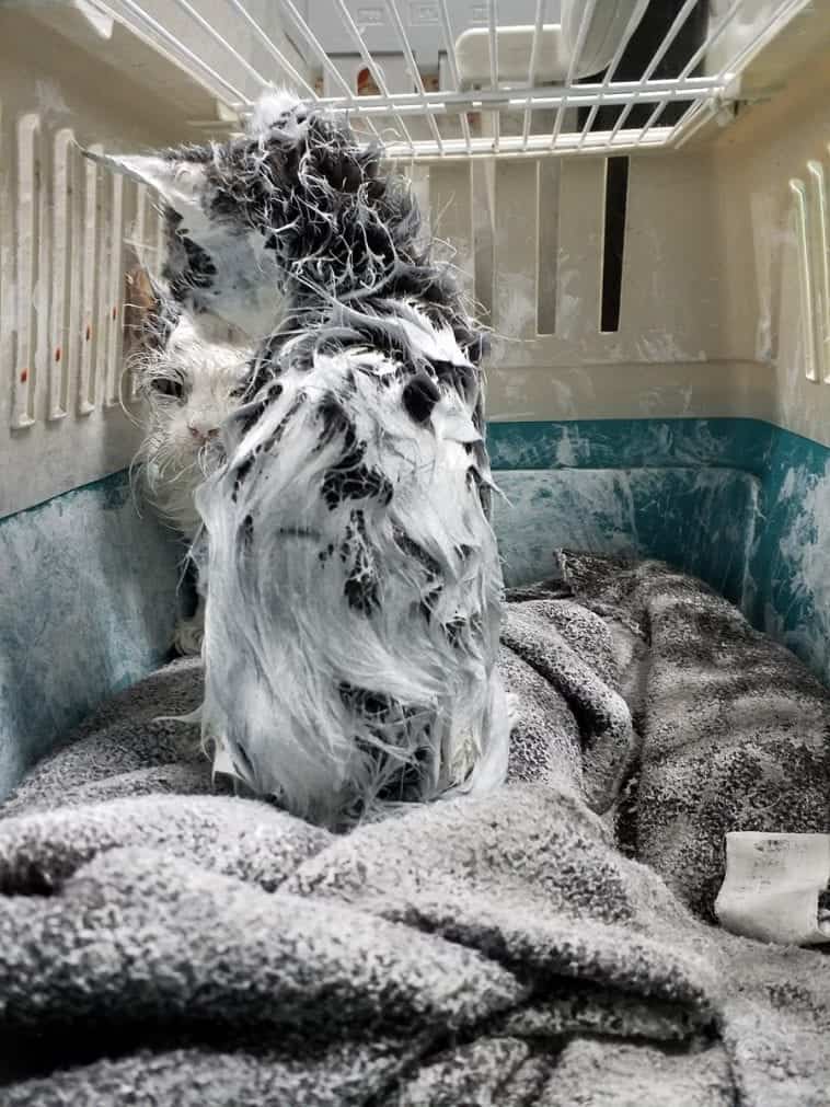 Two Curious Kittens Find Themselves In Deep Trouble After ...