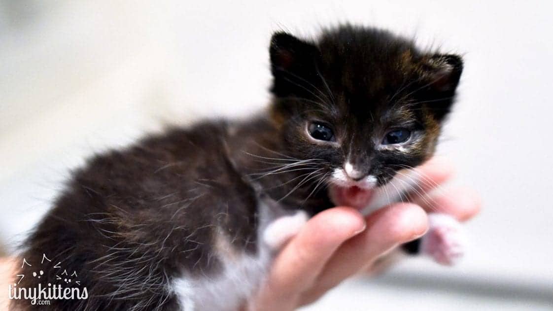 Kitten With Cleft Palate Survives Against All Odds; Her "Aura" Is ...
