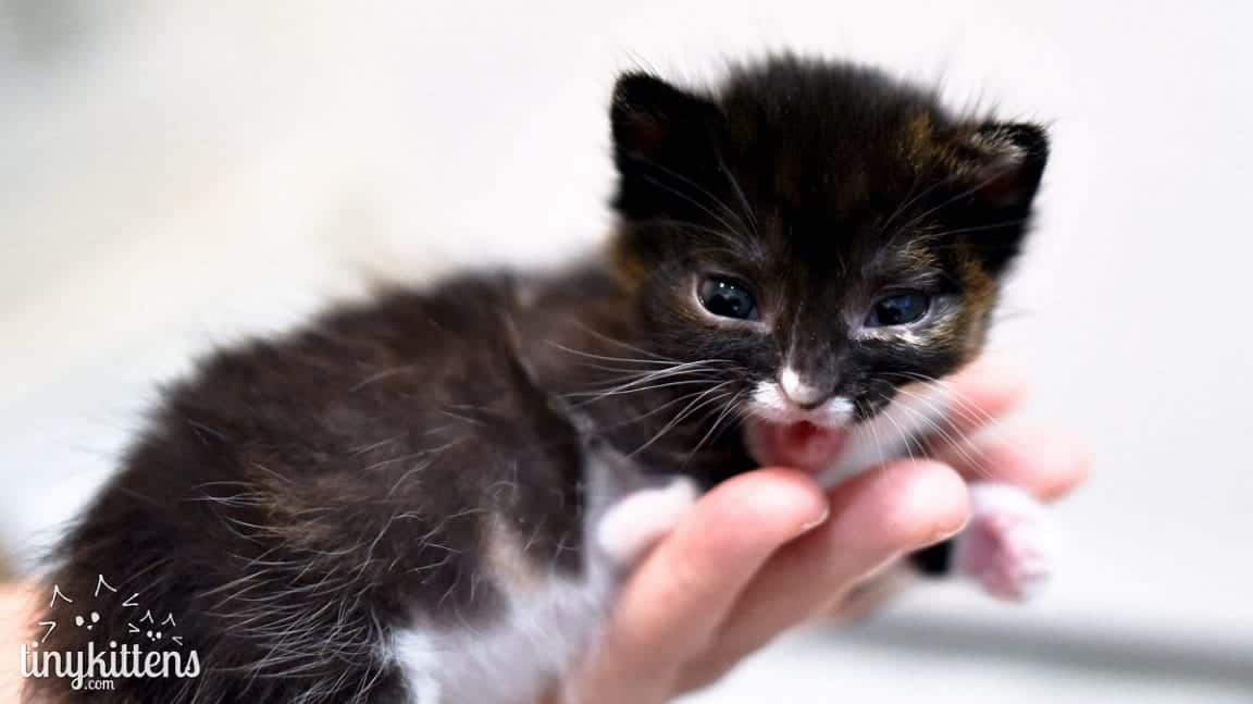 Kitten With Cleft Palate Survives Against All Odds; Her "Aura" Is ...