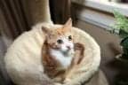 (With Update) Rare Ginger Kitten Born With 6 Legs; Easily Walks Into ...
