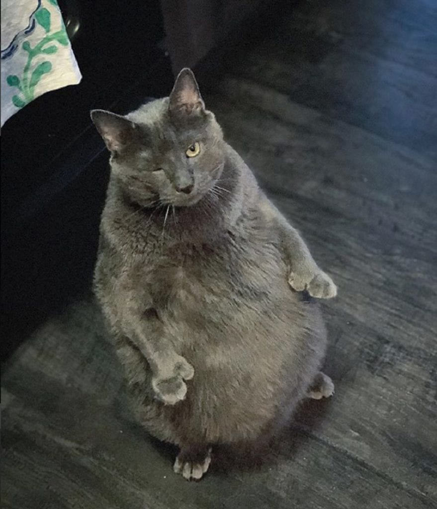 (With Updates!) Bruno ~ "Extra" Cat Who Has Gone Viral Is Inspiring ...