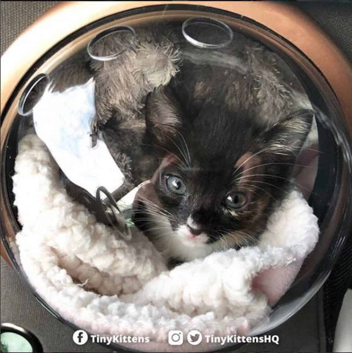 Kitten With Cleft Palate Survives Against All Odds; Her "Aura" Is ...