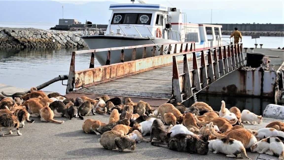 Cat Islands: VaCATion Destinations That Any TRUE Cat Fanatic Will Be ...