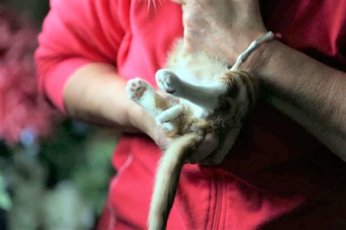 (With Update) Rare Ginger Kitten Born With 6 Legs; Easily Walks Into ...