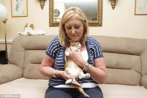 (With Update) Rare Ginger Kitten Born With 6 Legs; Easily Walks Into ...
