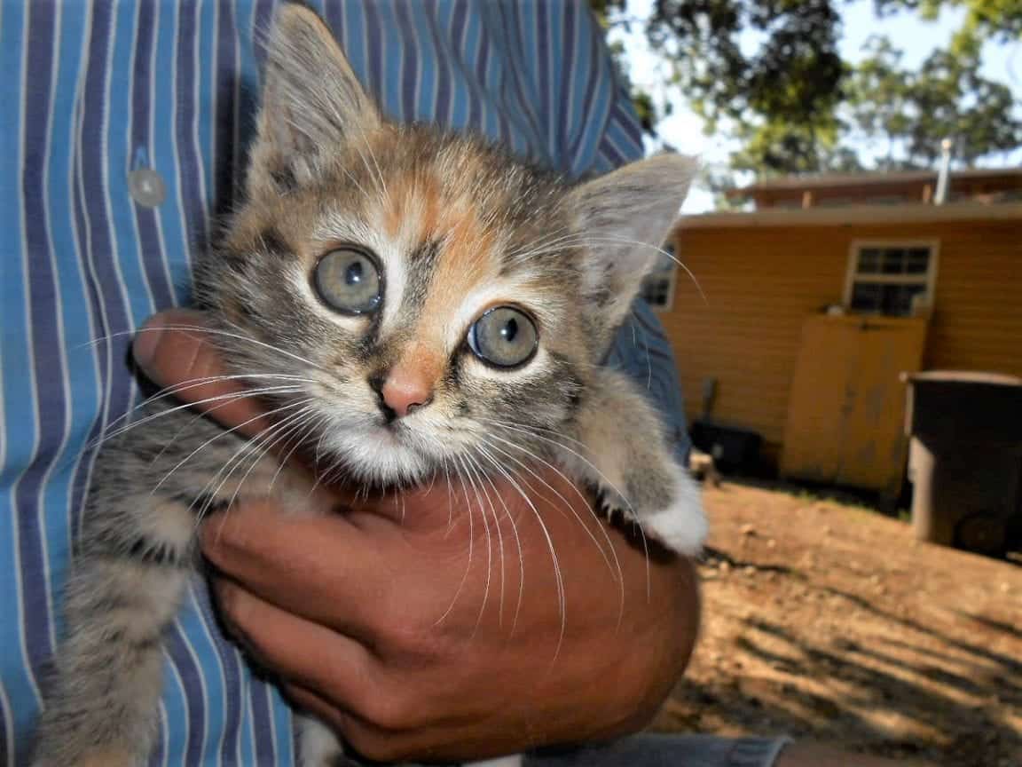 Crazy Cat Man Never Gave Up On Rescuing One Small Kitten; What Happened ...