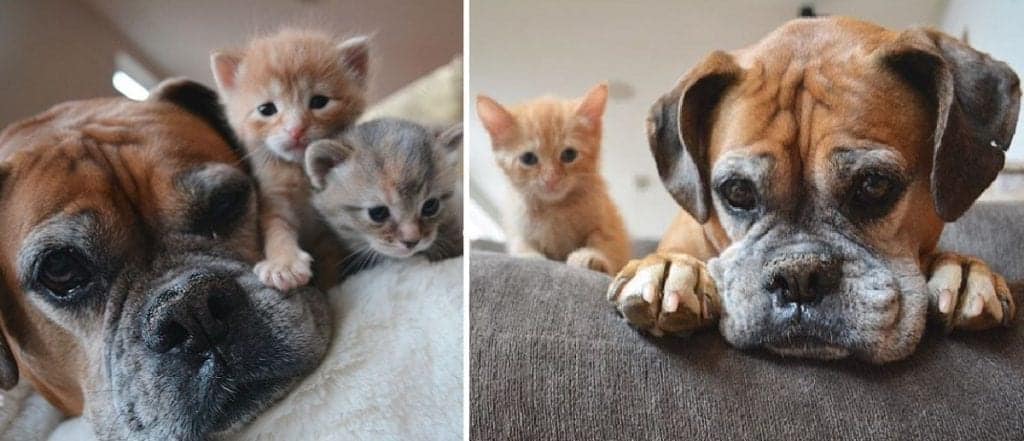 Loving Boxer Pup is One Ameowzing Foster Mom to Kittens; Role Model to ...