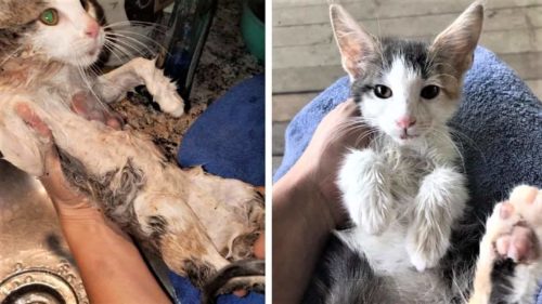 (With Update!) Arlo: A Special Cat Surrendered To UK Shelter; Just Needs A Human To Give All His ...