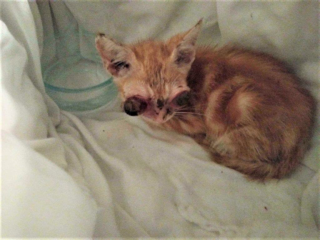 (Update - Look At Him Now!) Stray Kitten Found With Severe Eye Injuries ...